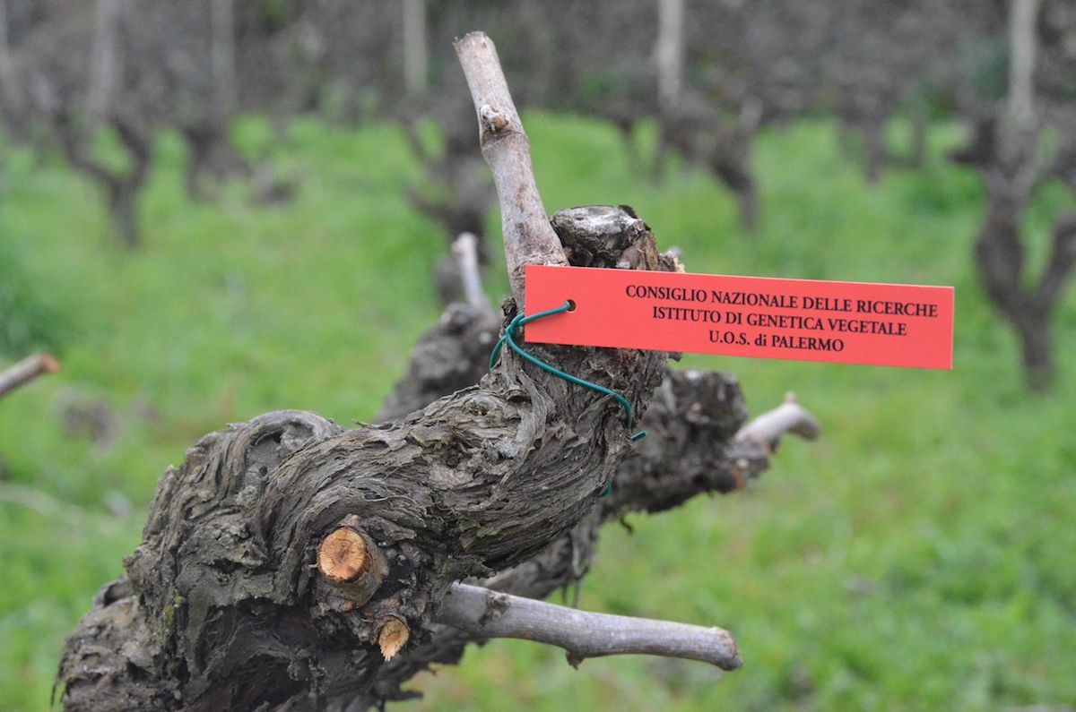 Il Vigneto Pre Fillossera - Firriato Winery, Terroir Autentico