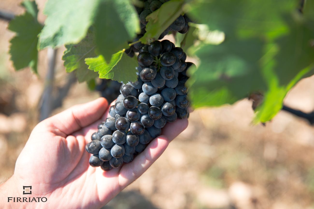 Perricone - Firriato Winery, Terroir Autentico