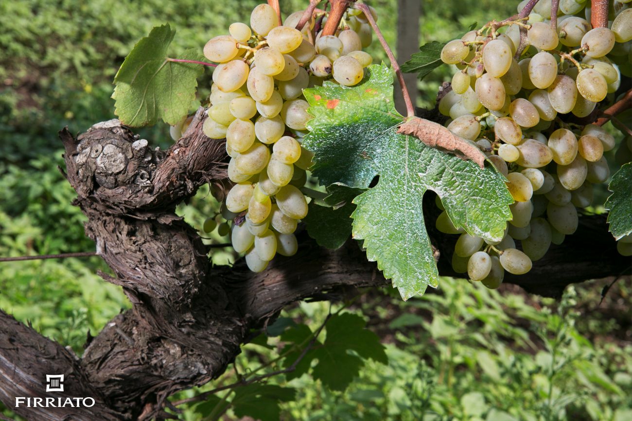 Minnella - Firriato Winery, Authentic Terroir